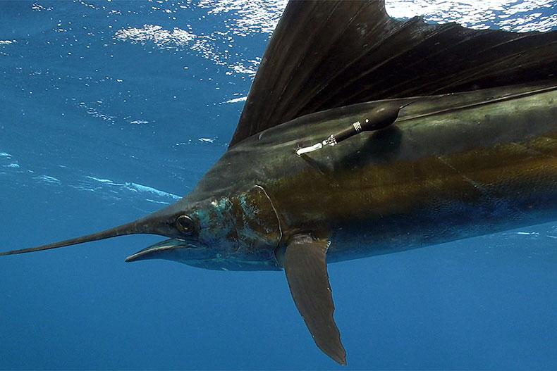 Fish Migration Behaviors Studied