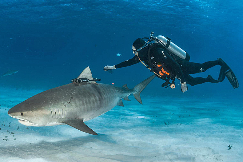 Shark Show Features UM Researcher