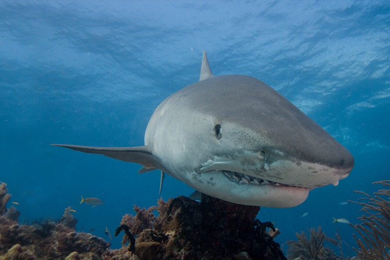 UM Science Kicks Off Shark Week