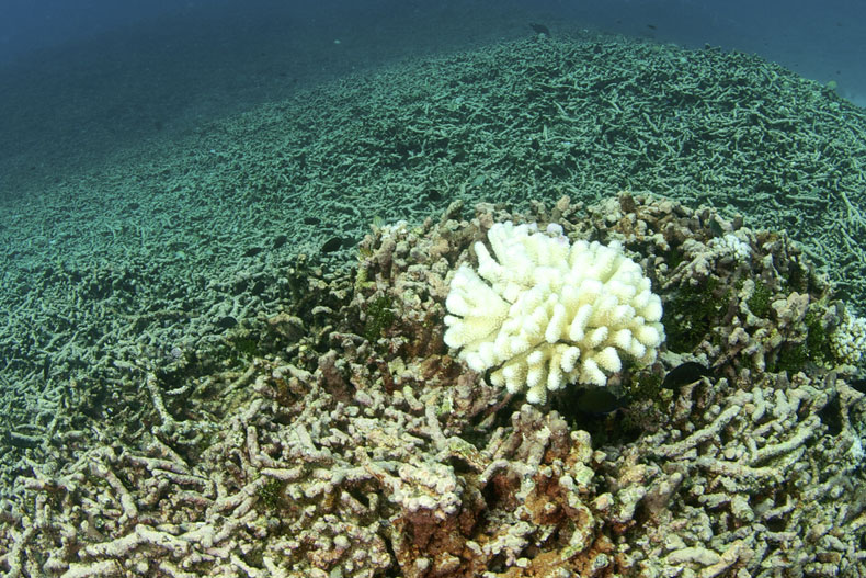 Spotlight on Coral Bleaching