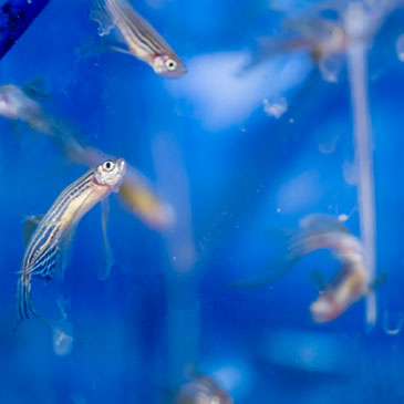 UM News: Health and Medicine