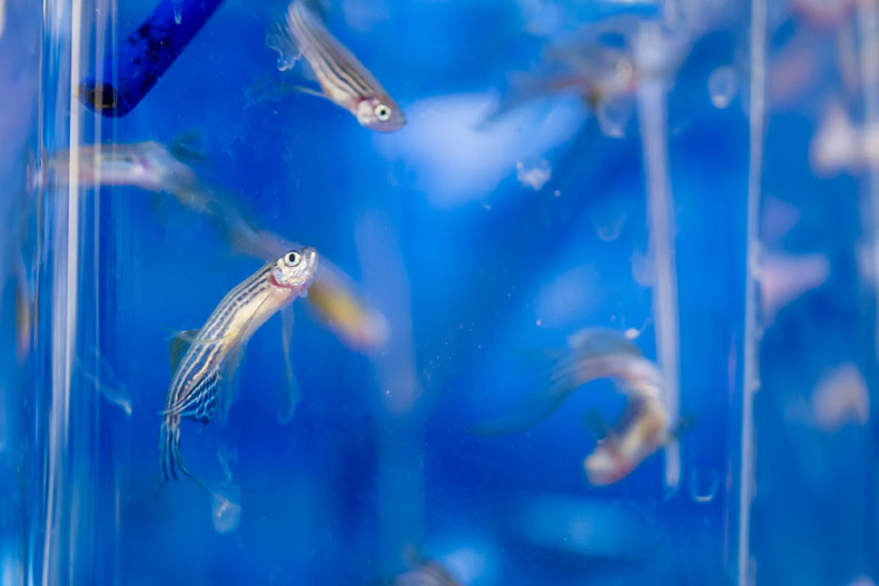 See-through fish aid scientists in autism-related breakthrough