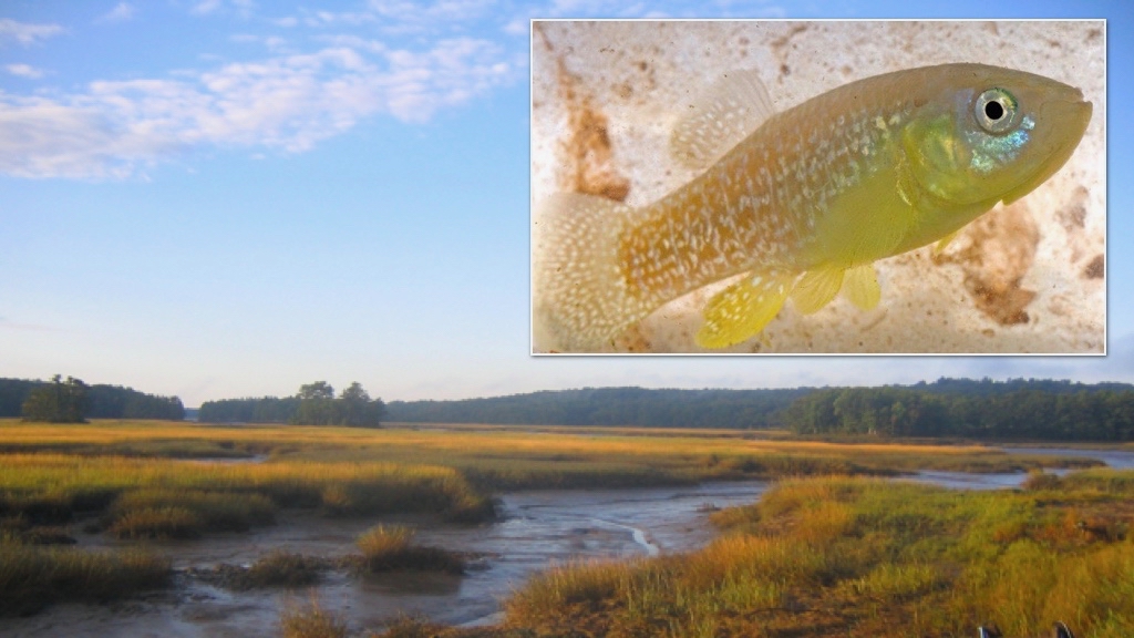 Fish Study Shows Important Genome Interactions in Animal Cells