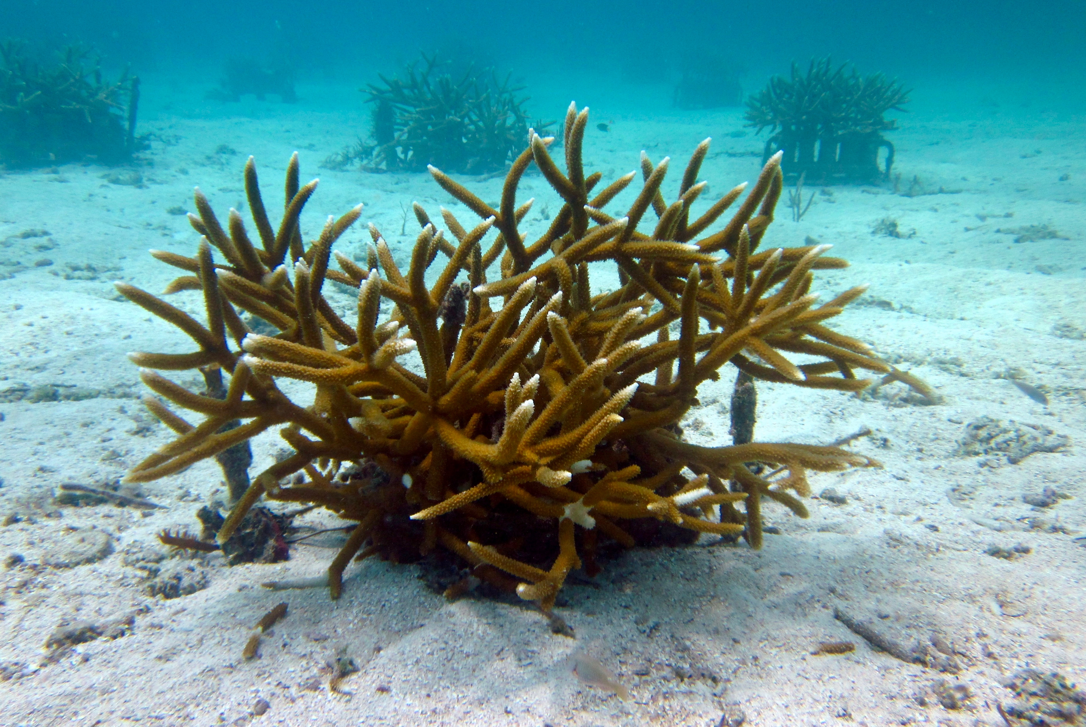 Coral Gardening Is Benefiting Caribbean Reefs, Study Finds