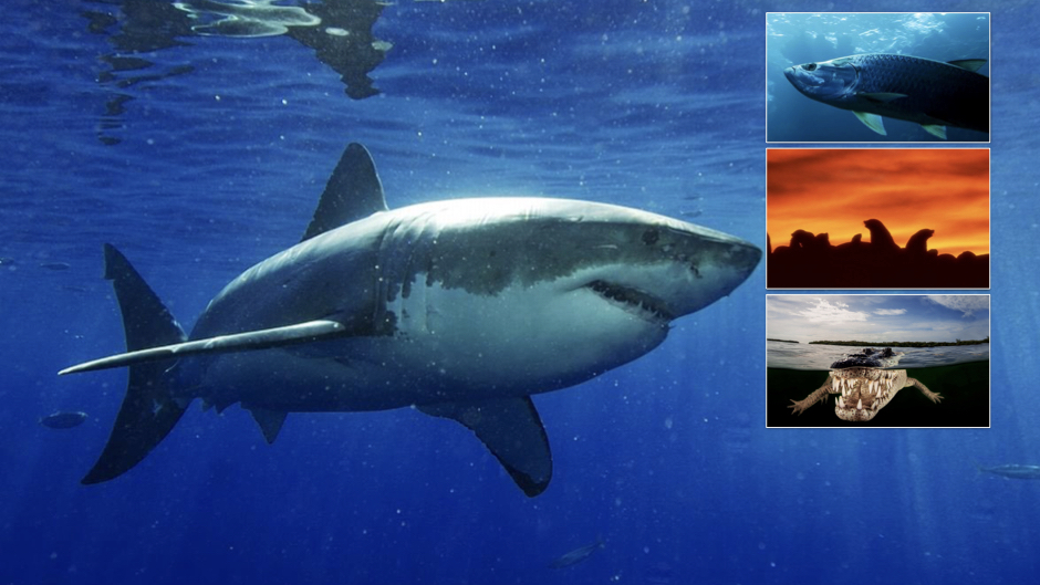 New Study Explores Impacts of Marine and Freshwater Predators on ...